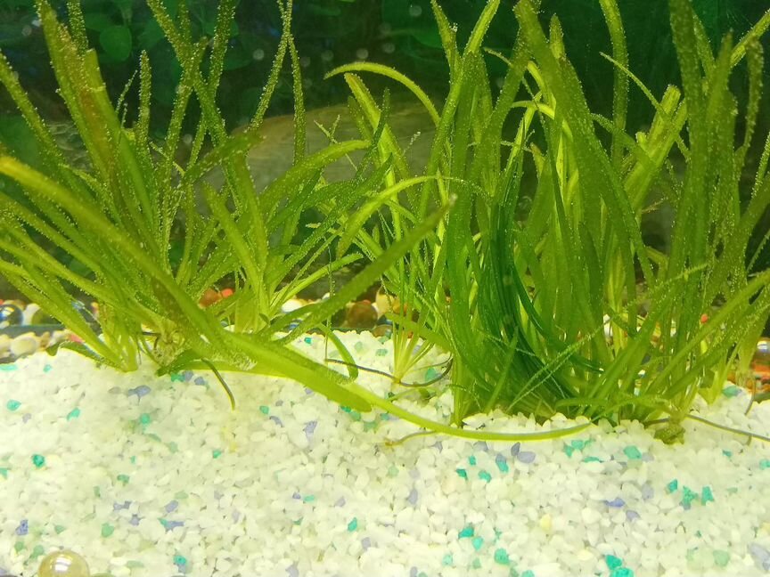 Растение в аквариумное