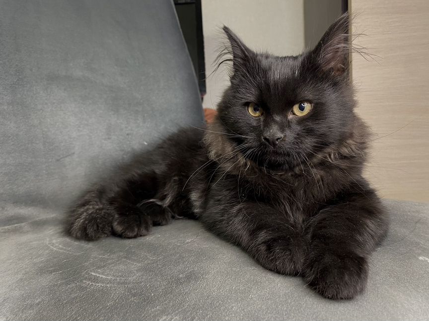 Котята мальчики в добрые руки