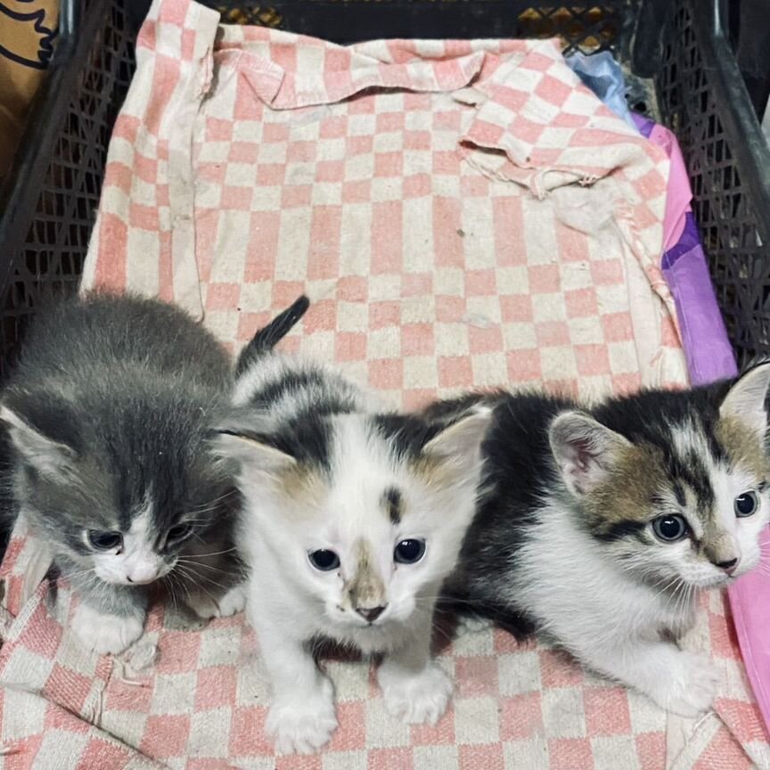 Котёнок в добрые руки