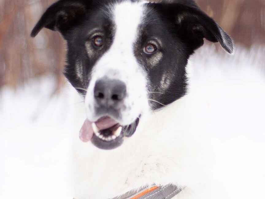 Шикарная собака Бонита в добрые руки
