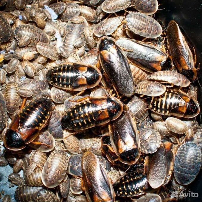 Аргентинский таракан блаптика