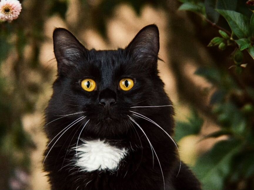 Кот философ