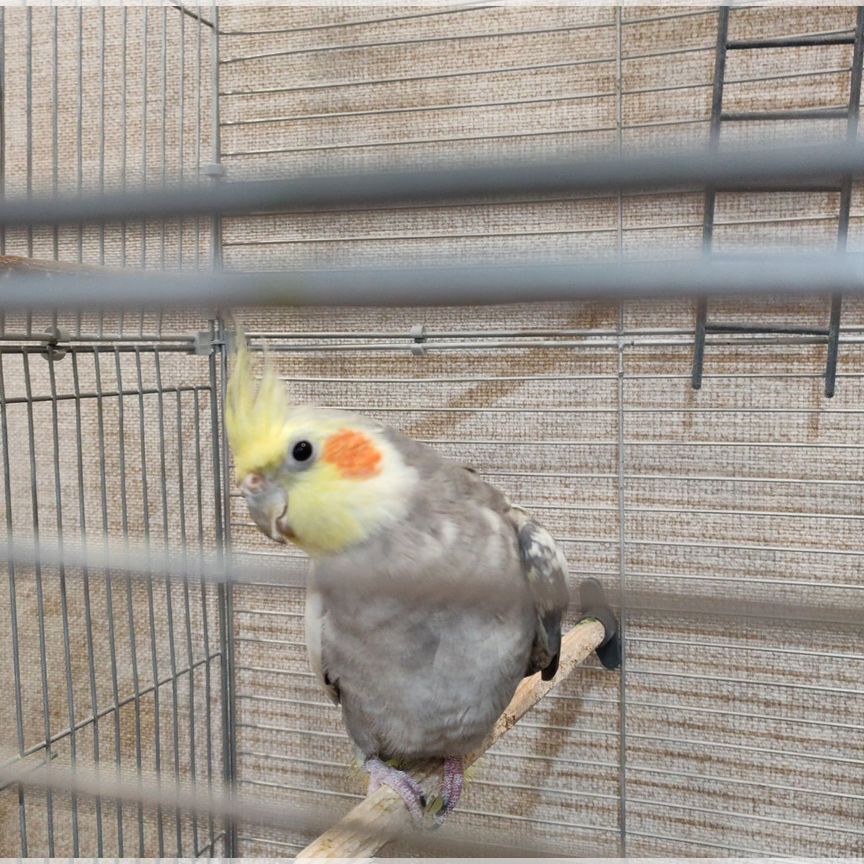 Попугай корелла