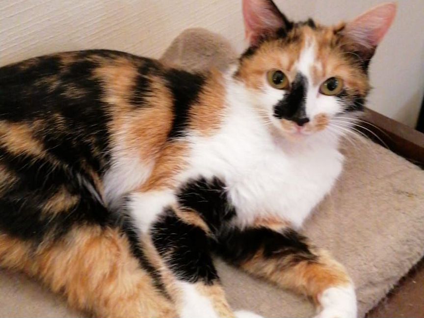 Трехцветная кошка на счастье