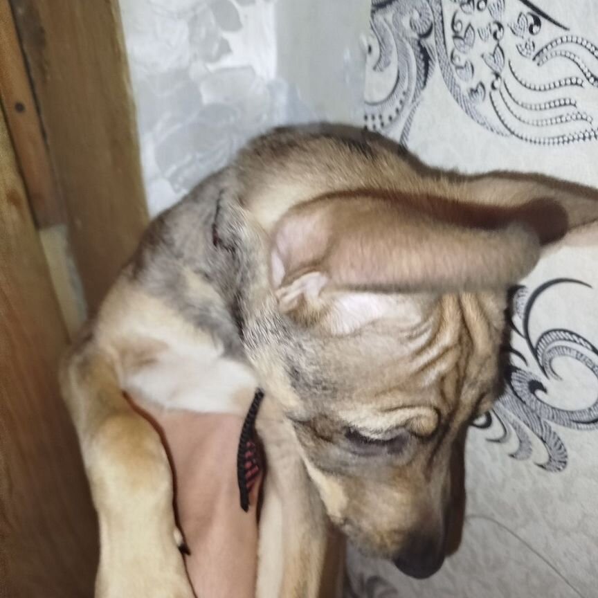 Отдам собаку в добрые руки щенка