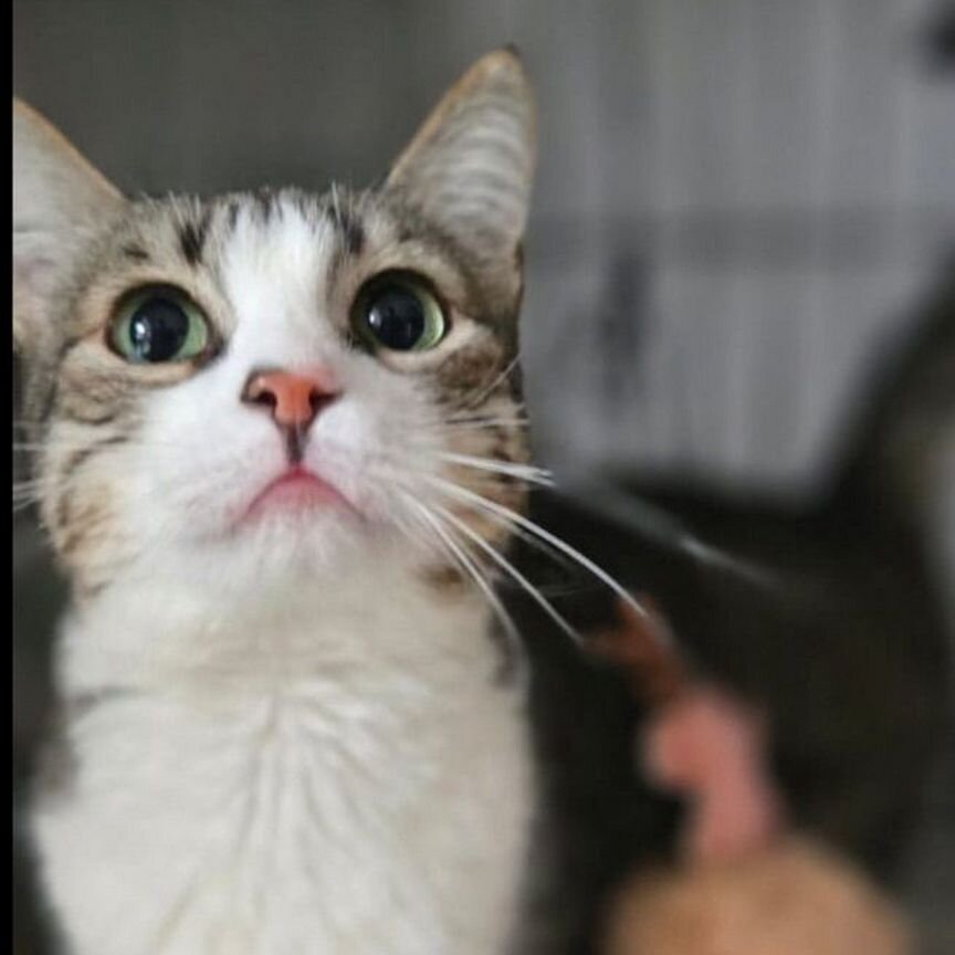 Кошка