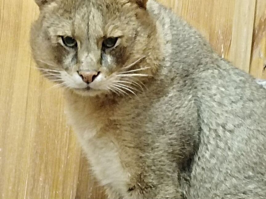 Чаузи Ф1 Гиганты