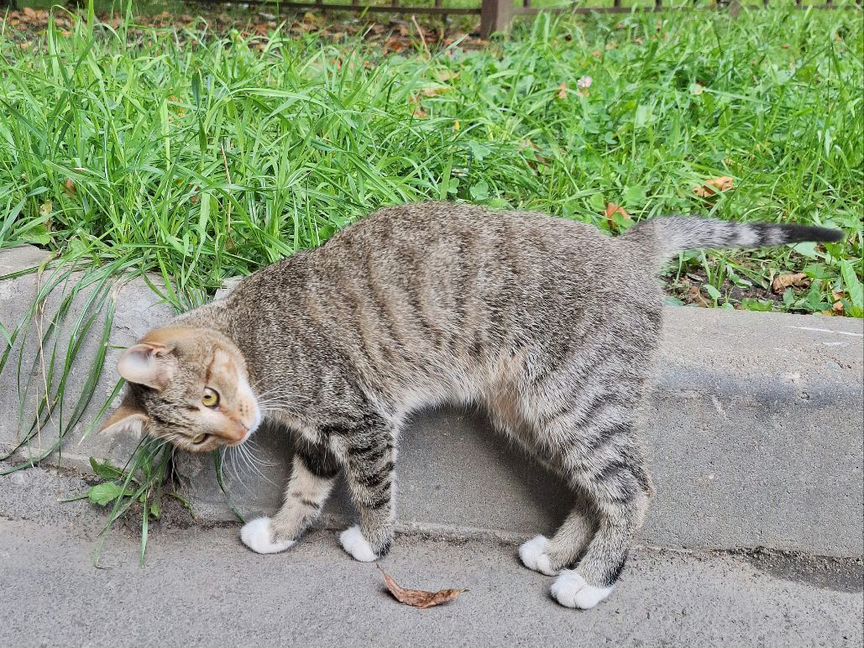 Котенок ласковый, девочка 5 мес, серый
