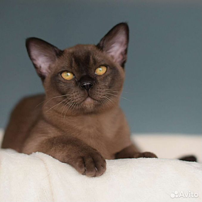 Кошечки Европейской бурмы