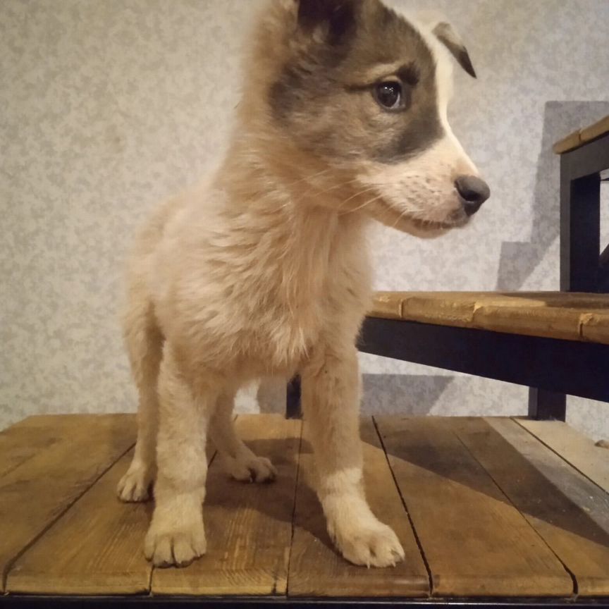 Щенок мальчик