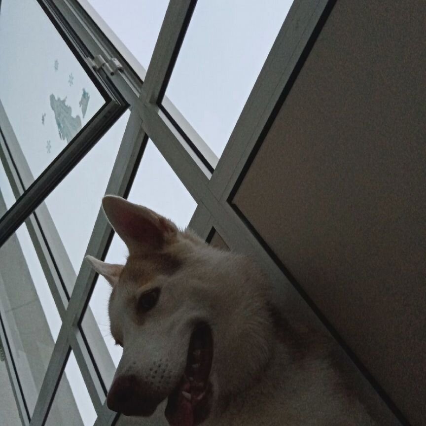 Отдается лайка