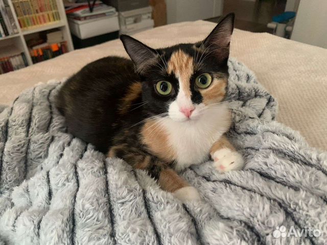 Кошка в дар