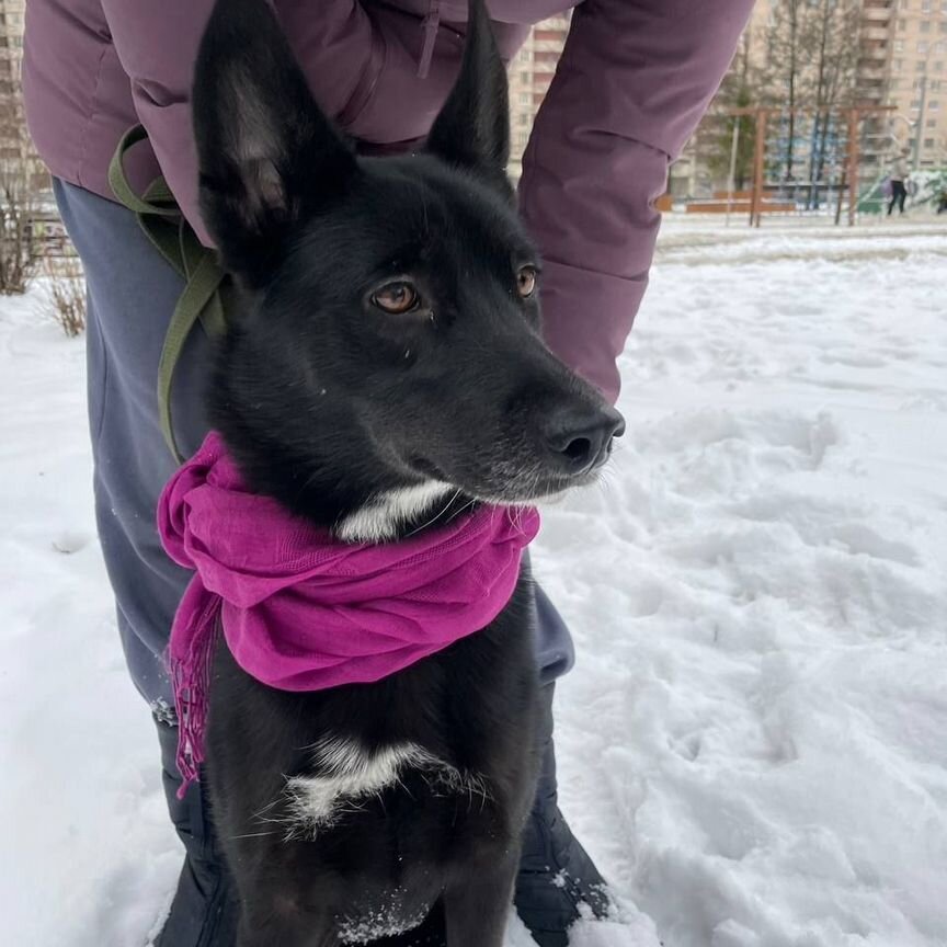 Милый щенок в добрые руки