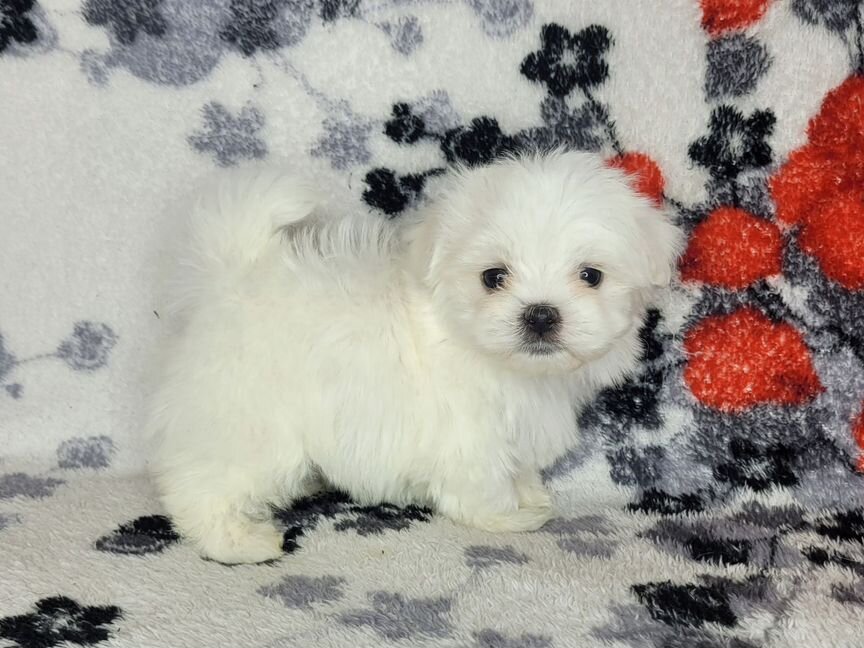 Мальчик мальтезе