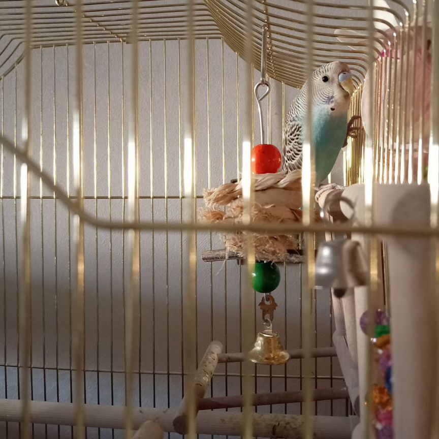 Волнистый попугай