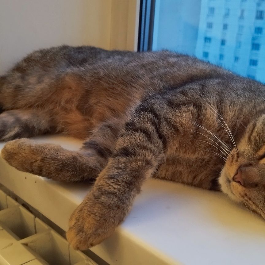 Котик мышелов