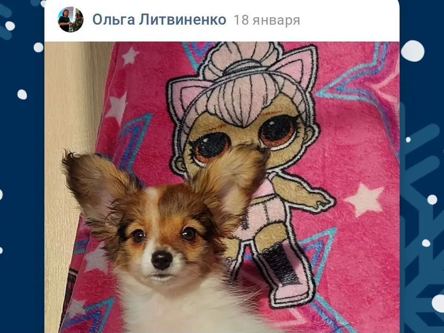 Папийон девочка лиса Алиса