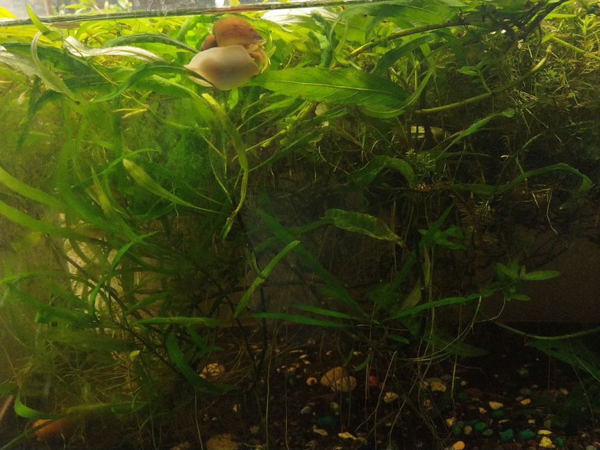 Растение в аквариумное