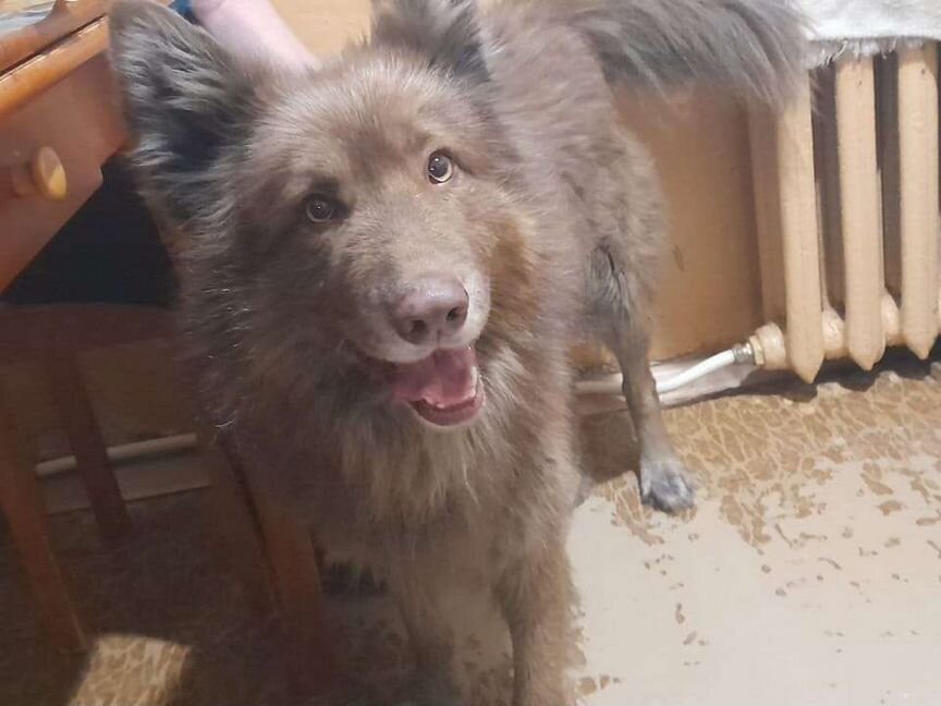 Собака в добрые руки