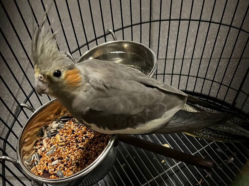 Птенец кареллы