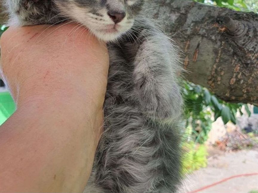 Котик Тимоша