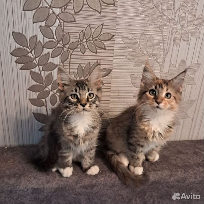 Рысятки кунятки