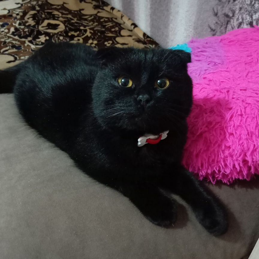 Шотландский вислоухий длинношёрстный котёнок