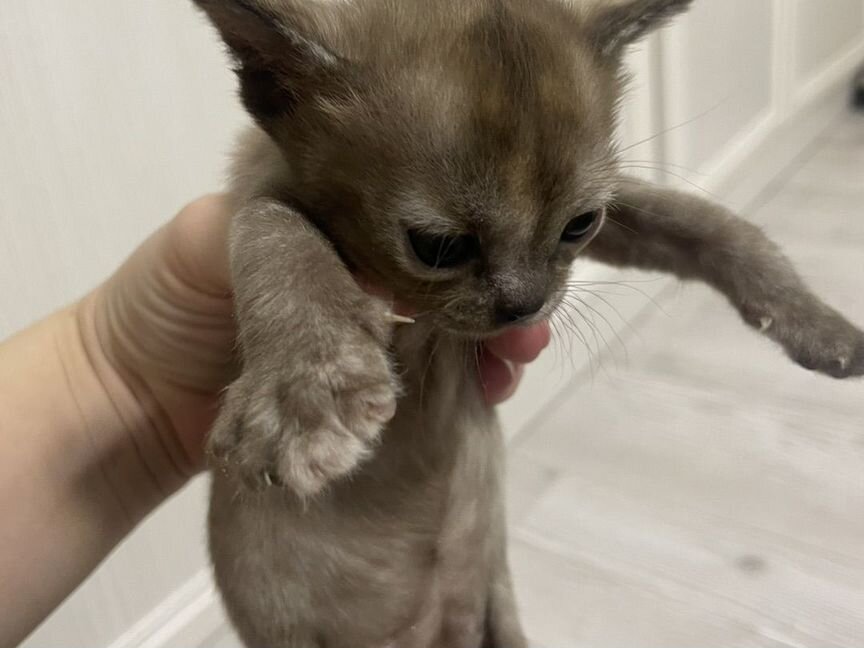 Бурманская кошечка