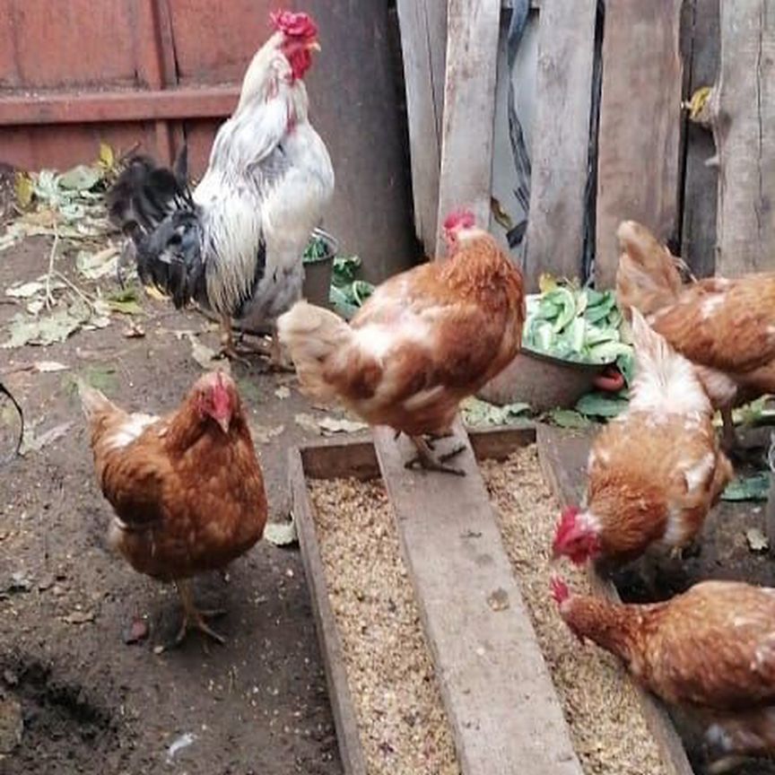 Куры несушки домашние