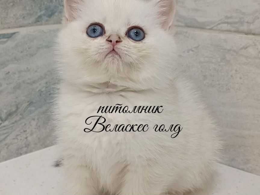 Золотая колорная шиншилла девочка