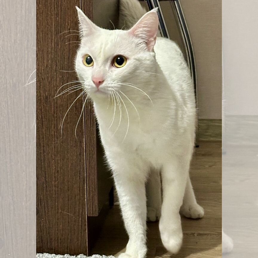 Турецкая ангора, взрослый кот