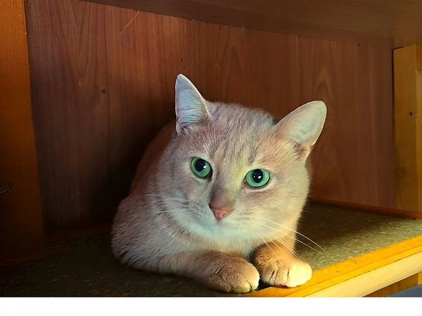 Рыжий молодой котик в добрые руки