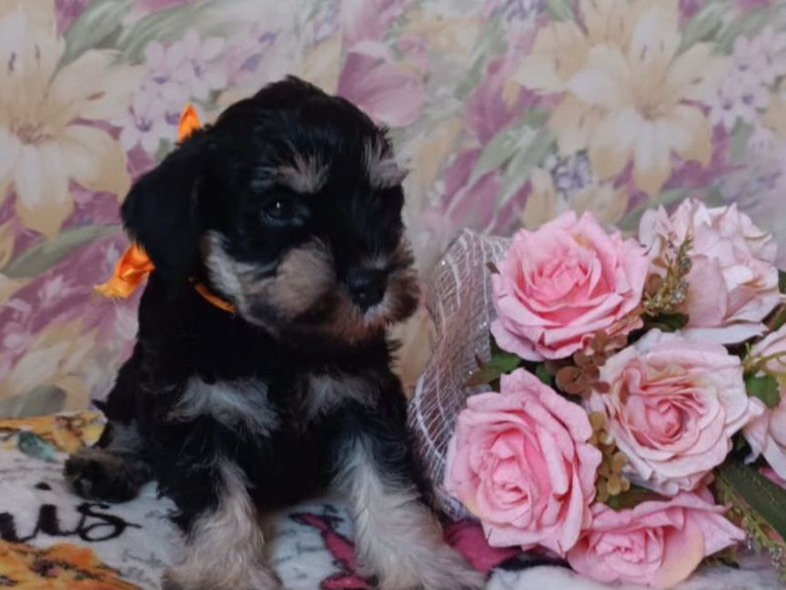 Цвергшнауцер щенки