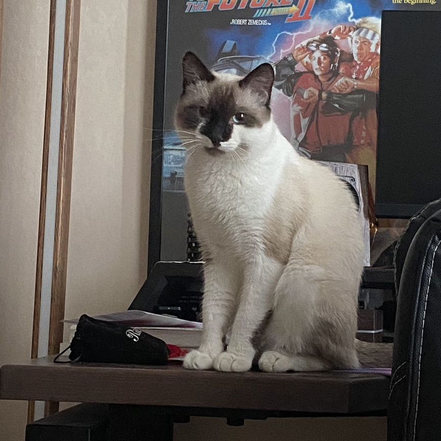 Кот в добрые руки