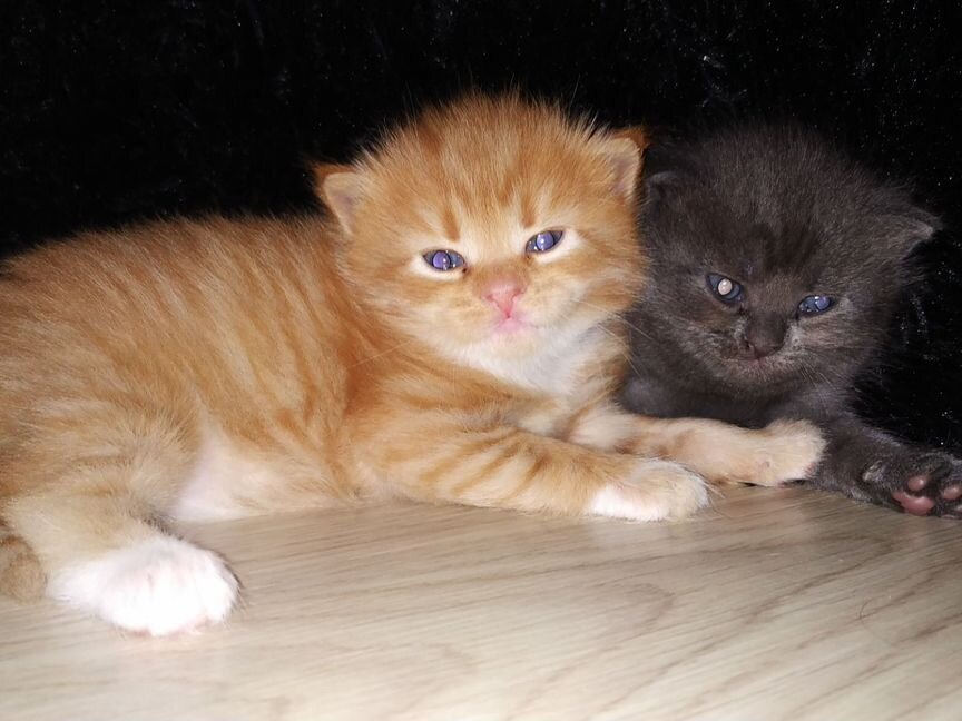 Котята в добрые руки бесплатно