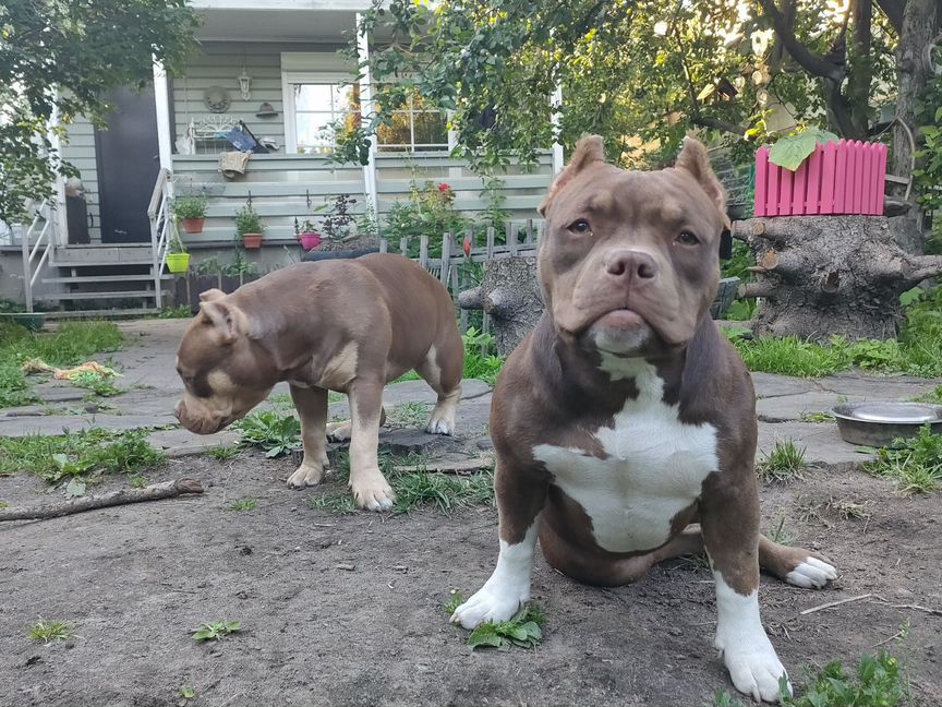 Щенок американского булли с возможностью рассрочки