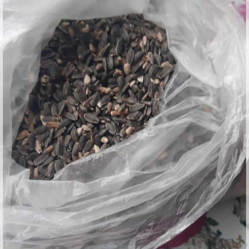 Семена подсолнечника на масло