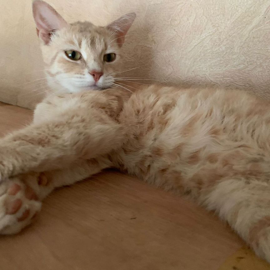 Персик в добрые руки