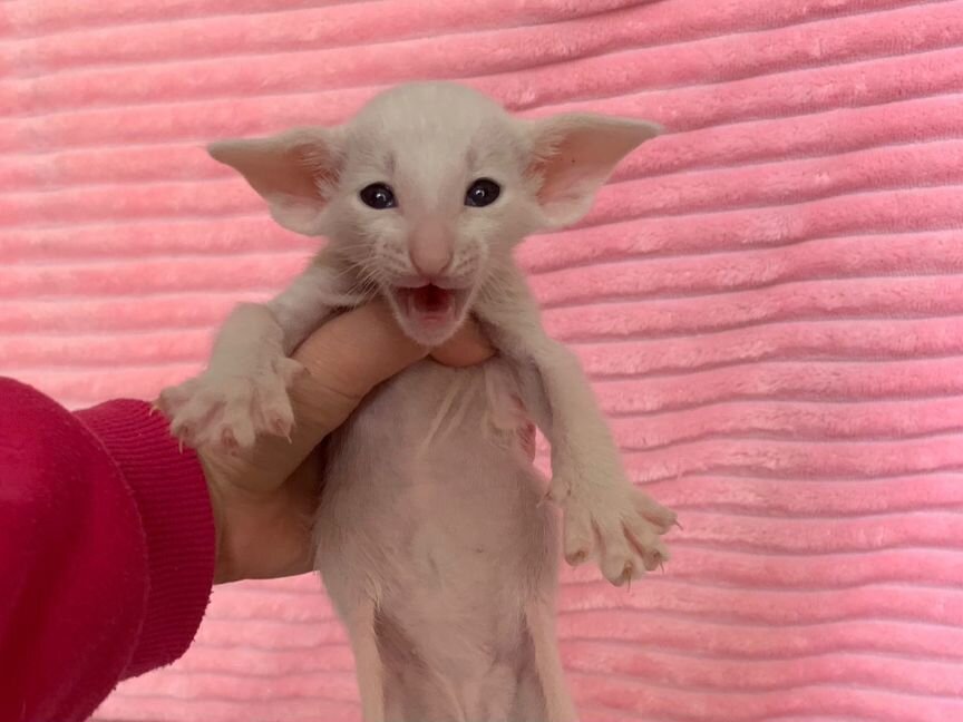 Ориенталы экстремальный тип