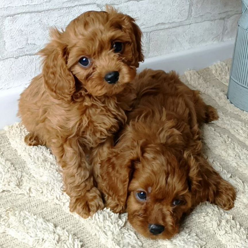 Мальтипу, щенок