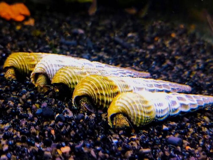 Тиломелания Гималайский кролик