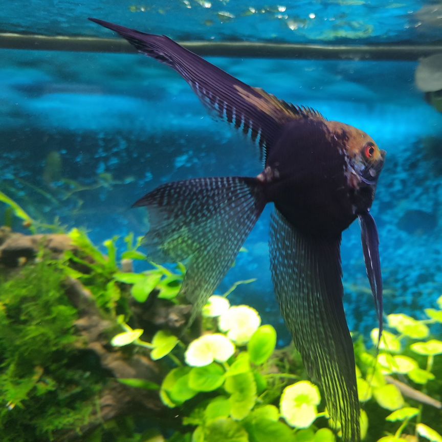 Скалярия зелёный ангел вуалевый, креветки Блю дрим