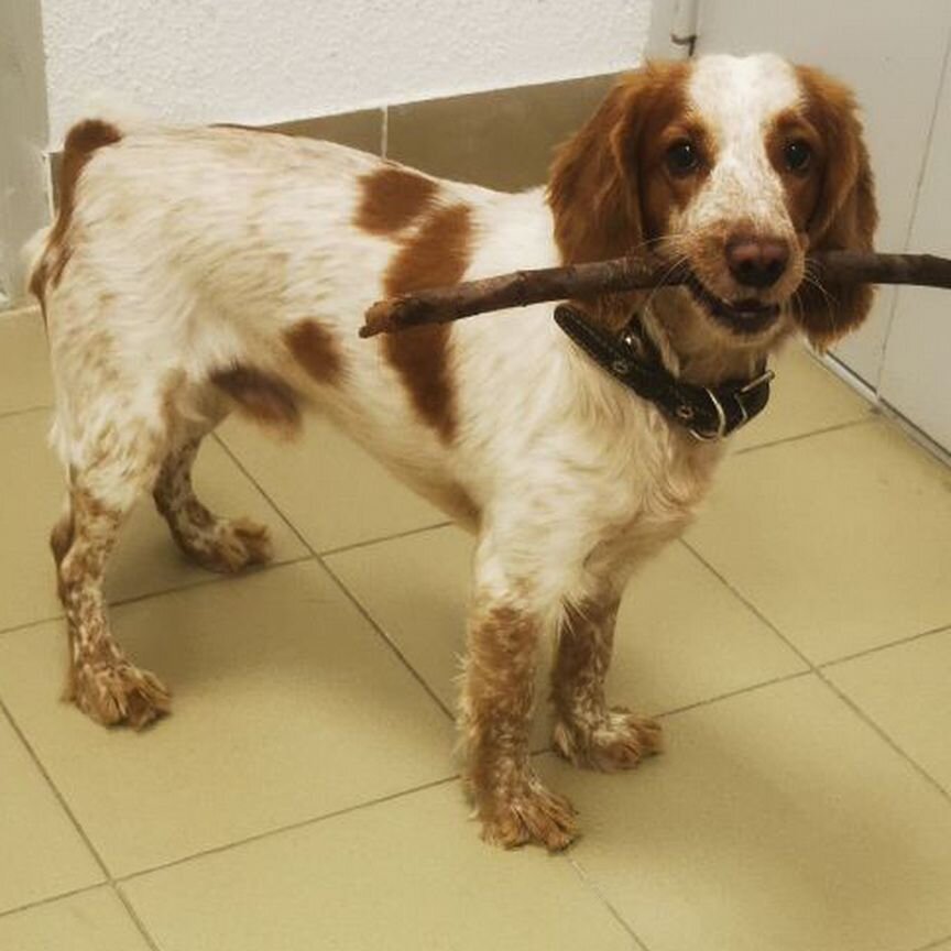 Русский охотничий спаниель, взрослый пёс