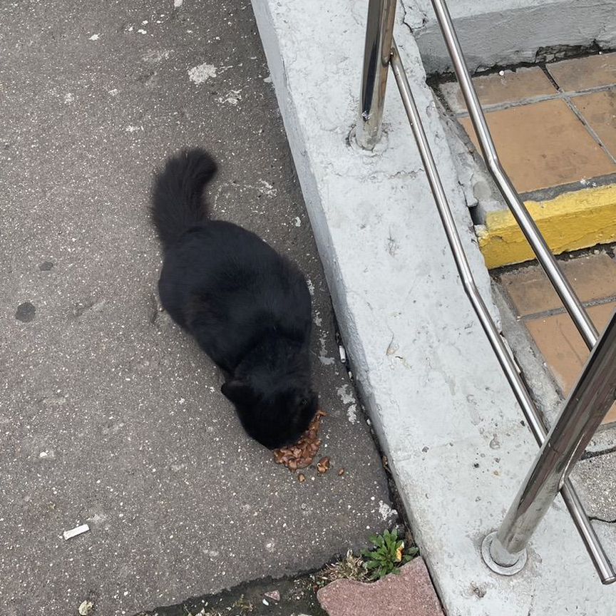 Бедный котик