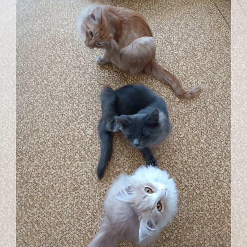 Котята в надежные добрые руки