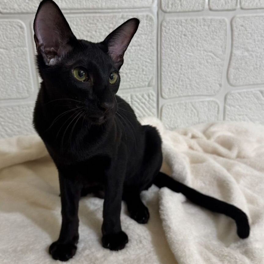 Ориентальный котёнок