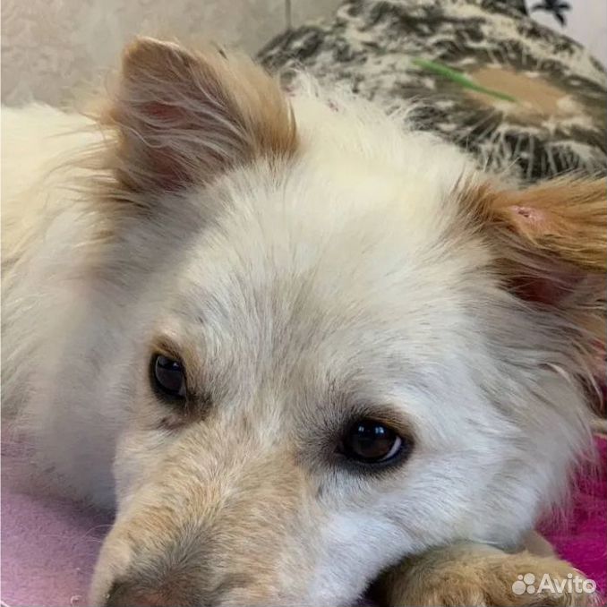 Характерный Тедди ищет любящую семью