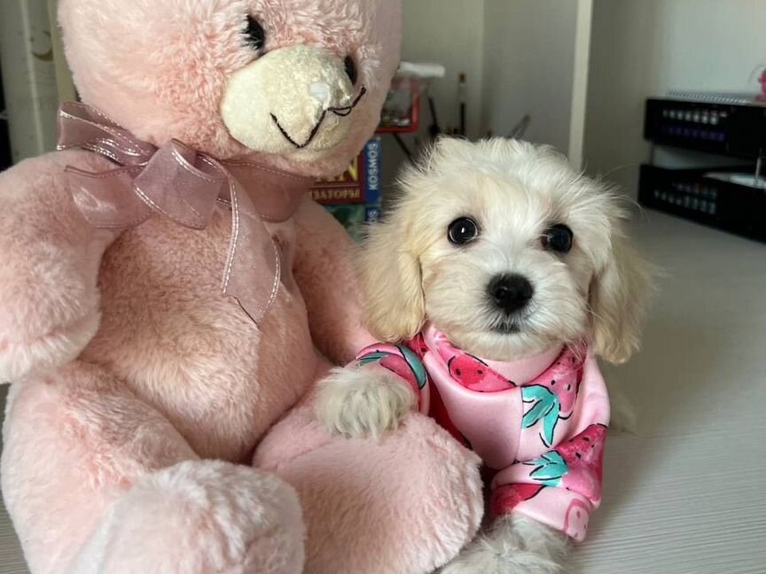 Мальтипу Ф1 девочка