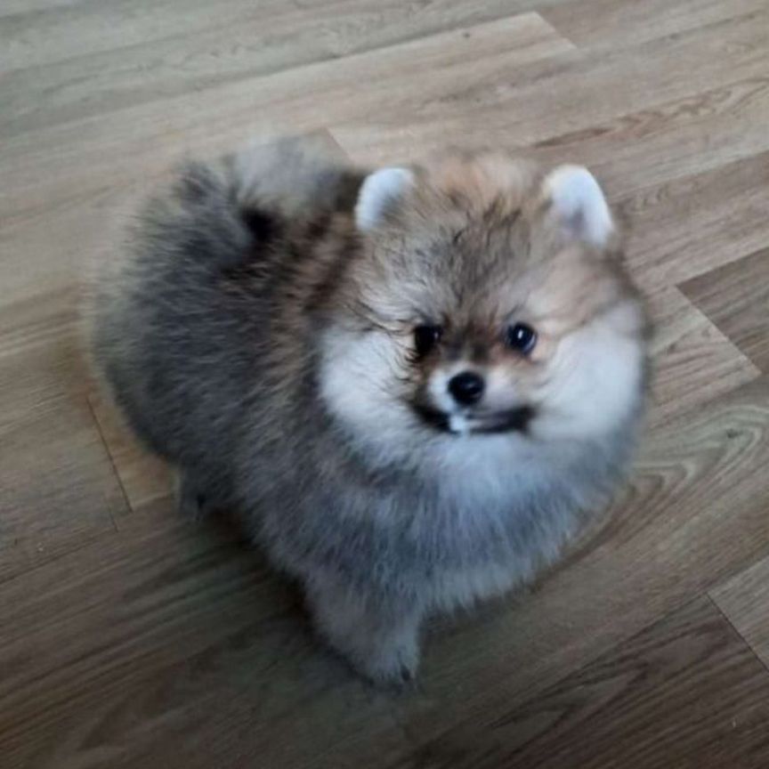 Шпиц,есть выбор