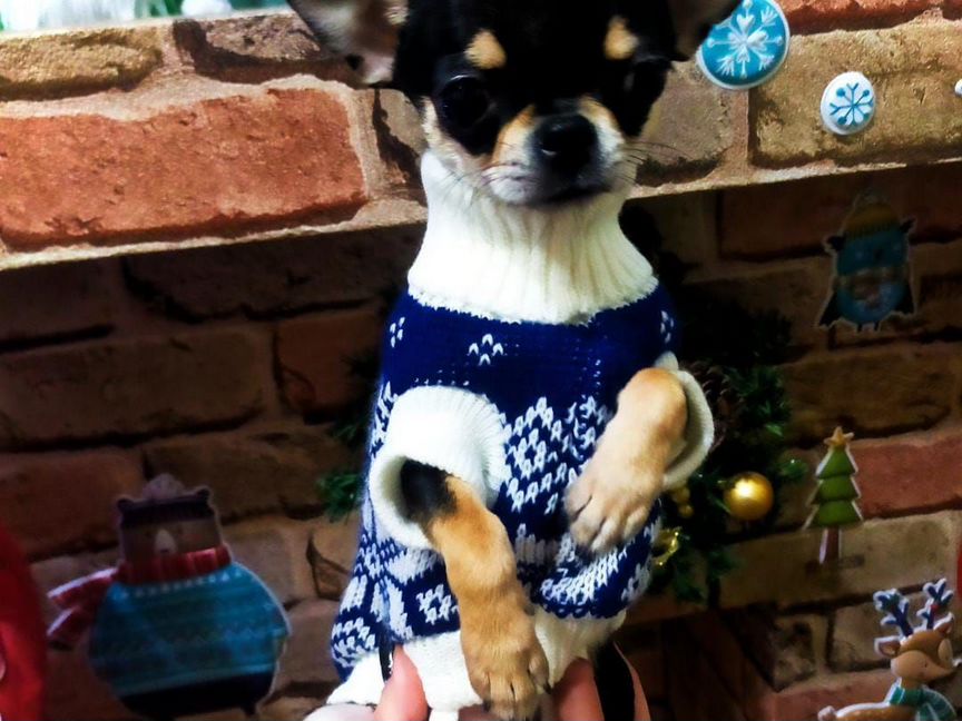 Чихуахуа мини